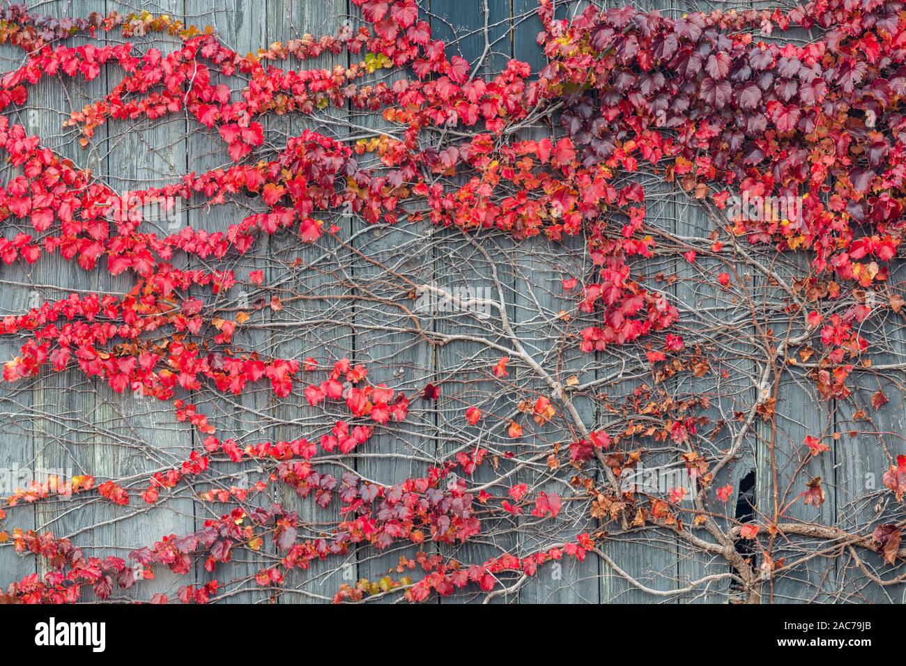 Red vines growing on fence, Autumn, E USA, by Dominique Braud/Dembinsky ...