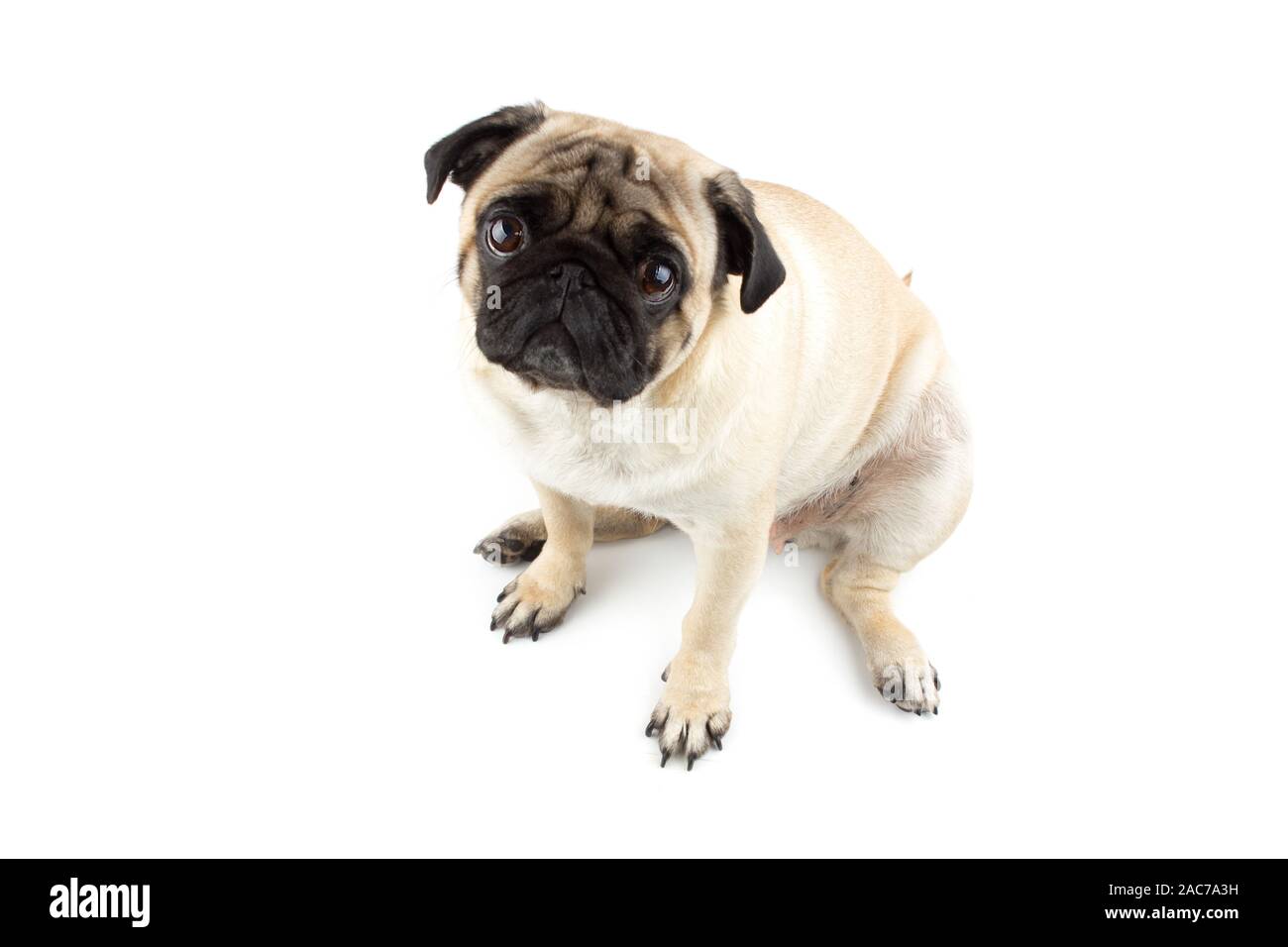Cute pug dog looking innocent. Very sad dog isolated Stock Photo - Alamy