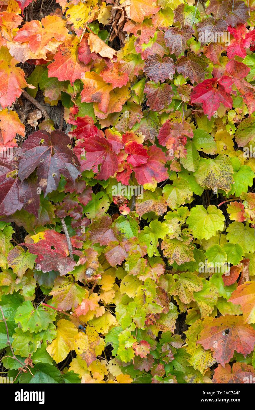Ornamental grape vine hi-res stock photography and images - Alamy