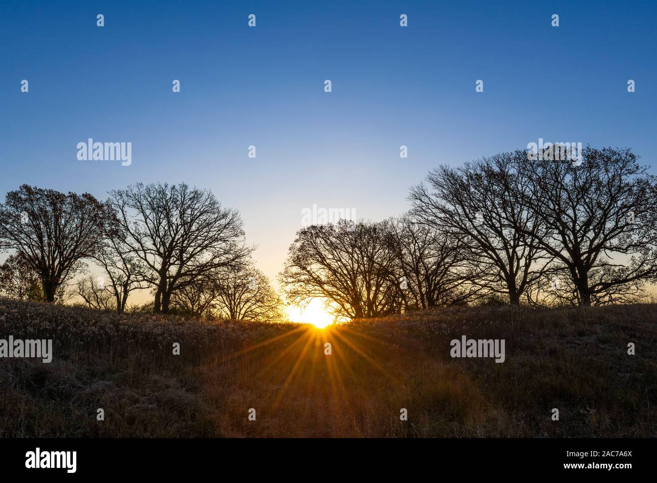 Oak trees (Quercus) on hillside, sunrise, Autumn, Minnesota, USA, by ...