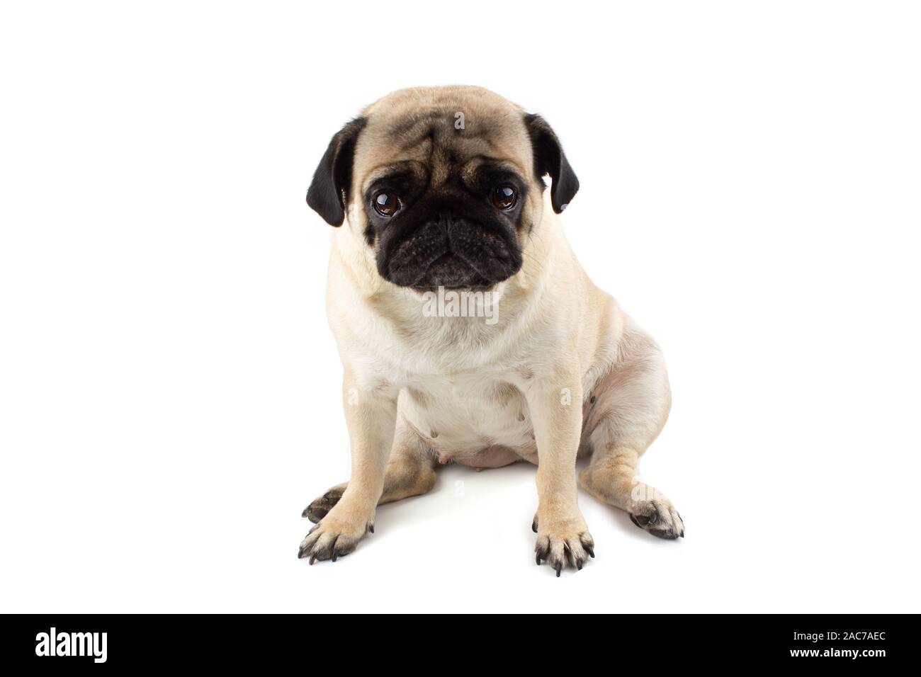 Cute pug dog looking innocent. Very sad dog isolated Stock Photo - Alamy