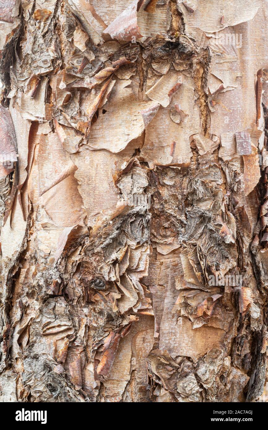 River birch hi-res stock photography and images - Alamy