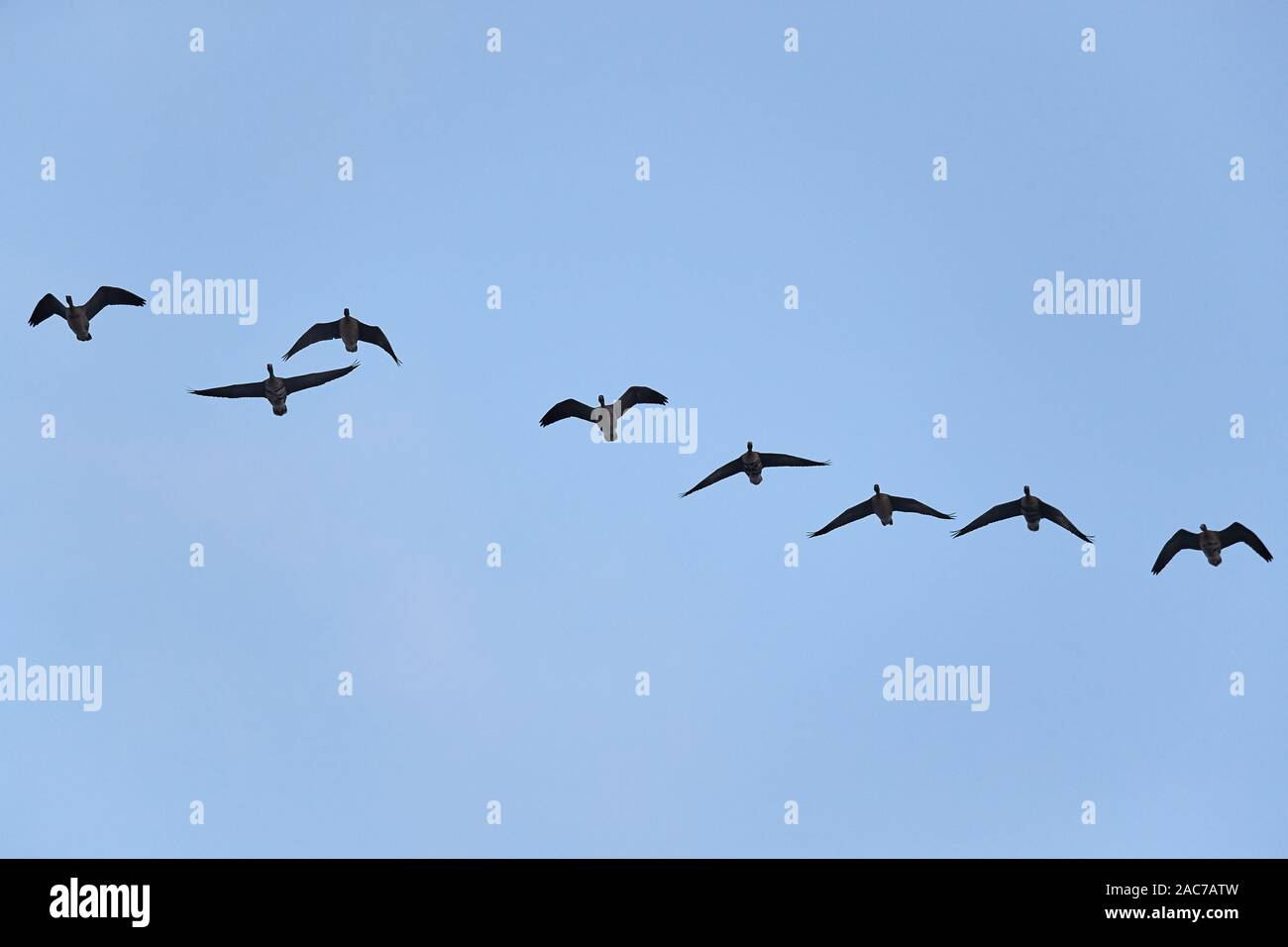 Wild Geese Flying Stock Photo - Alamy