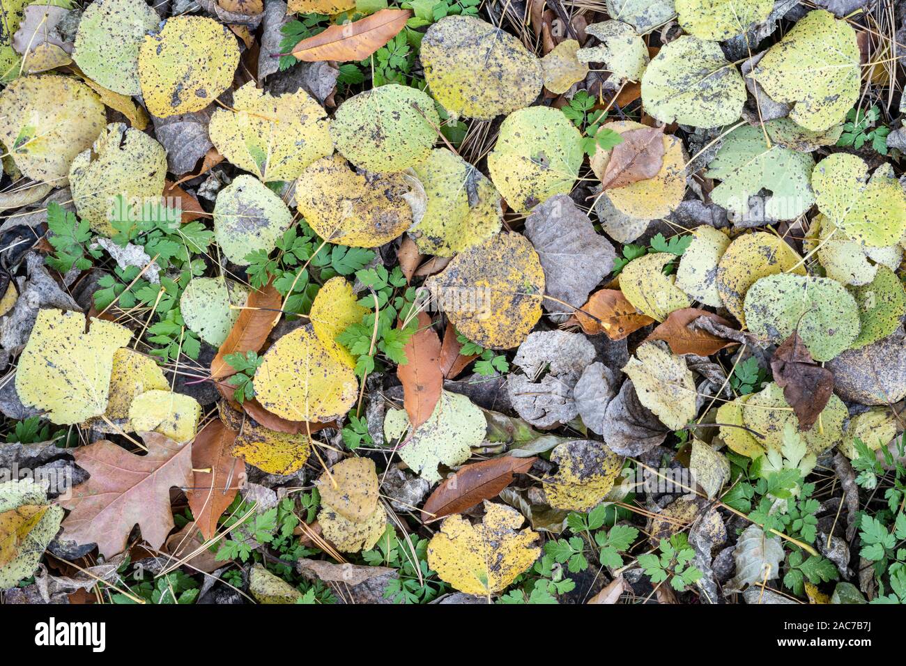 Quaking Aspen leaves on forest floor (Populus tremuloides), Fall ...