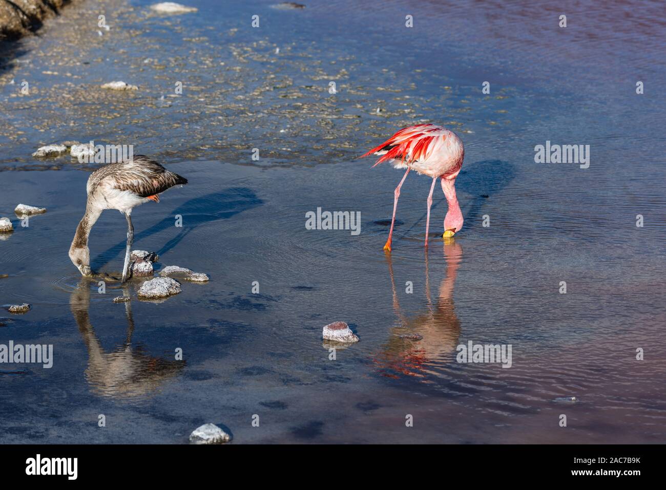 James Flamingoes ( phoenicoparrus andinus), Laguna Colorada, Reserva de ...