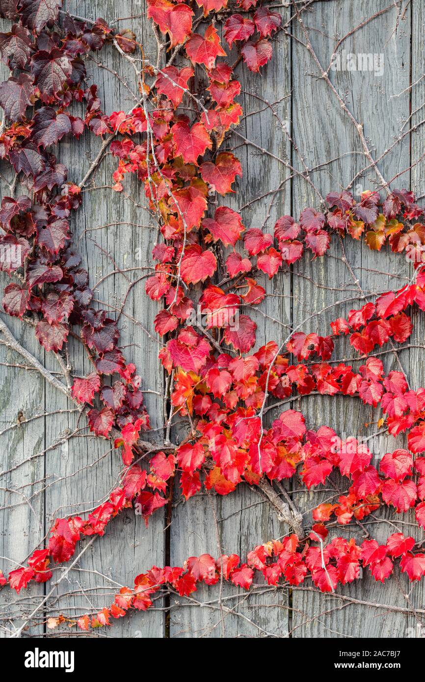 Red vines growing on fence, Autumn, E USA, by Dominique Braud/Dembinsky ...