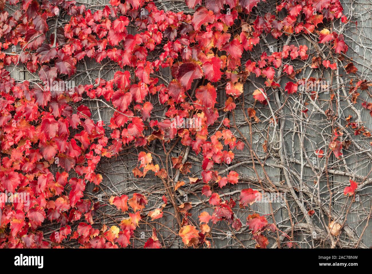Creeping vine hi-res stock photography and images - Alamy