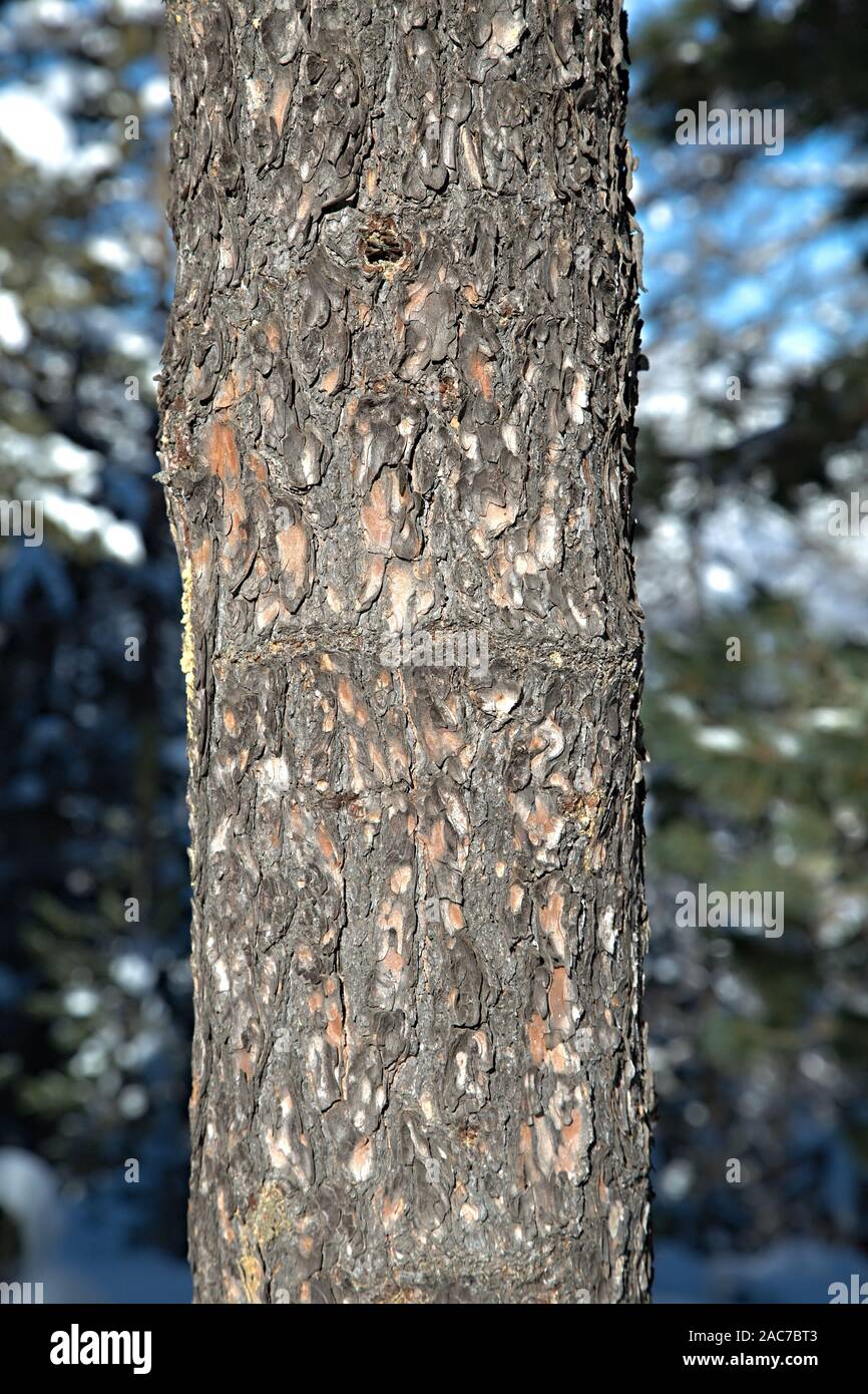 Tree trunk in a forest Stock Photo - Alamy