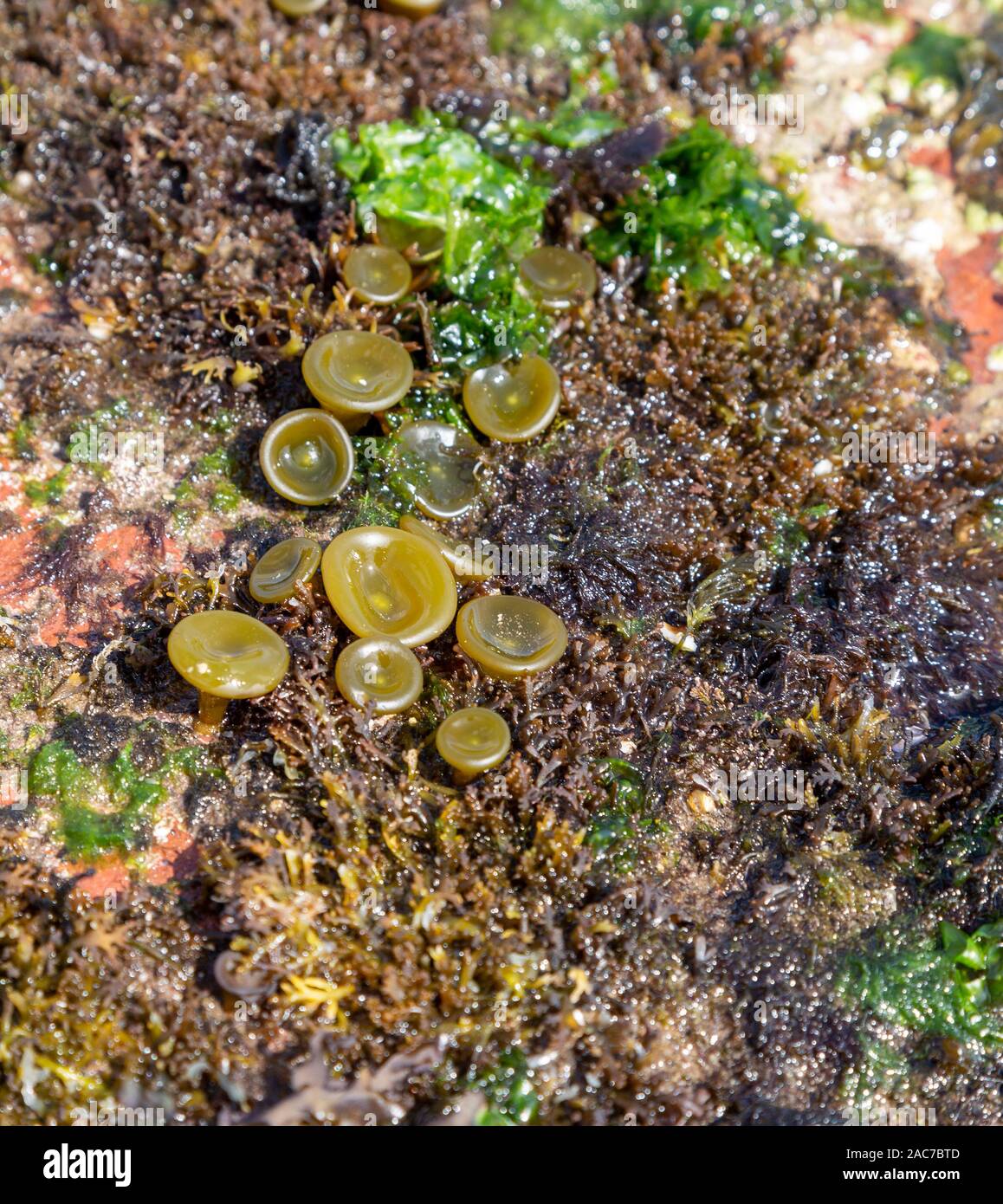 Buttonweed (Himanthalia elongata) a type of seaweed Stock Photo - Alamy