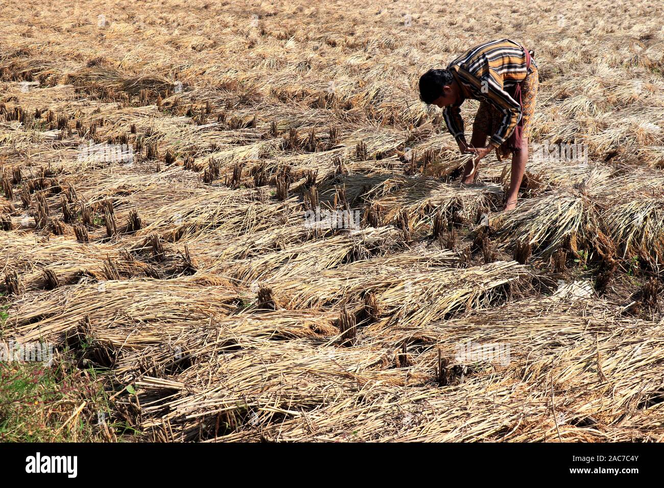Hard green binding hi-res stock photography and images - Alamy