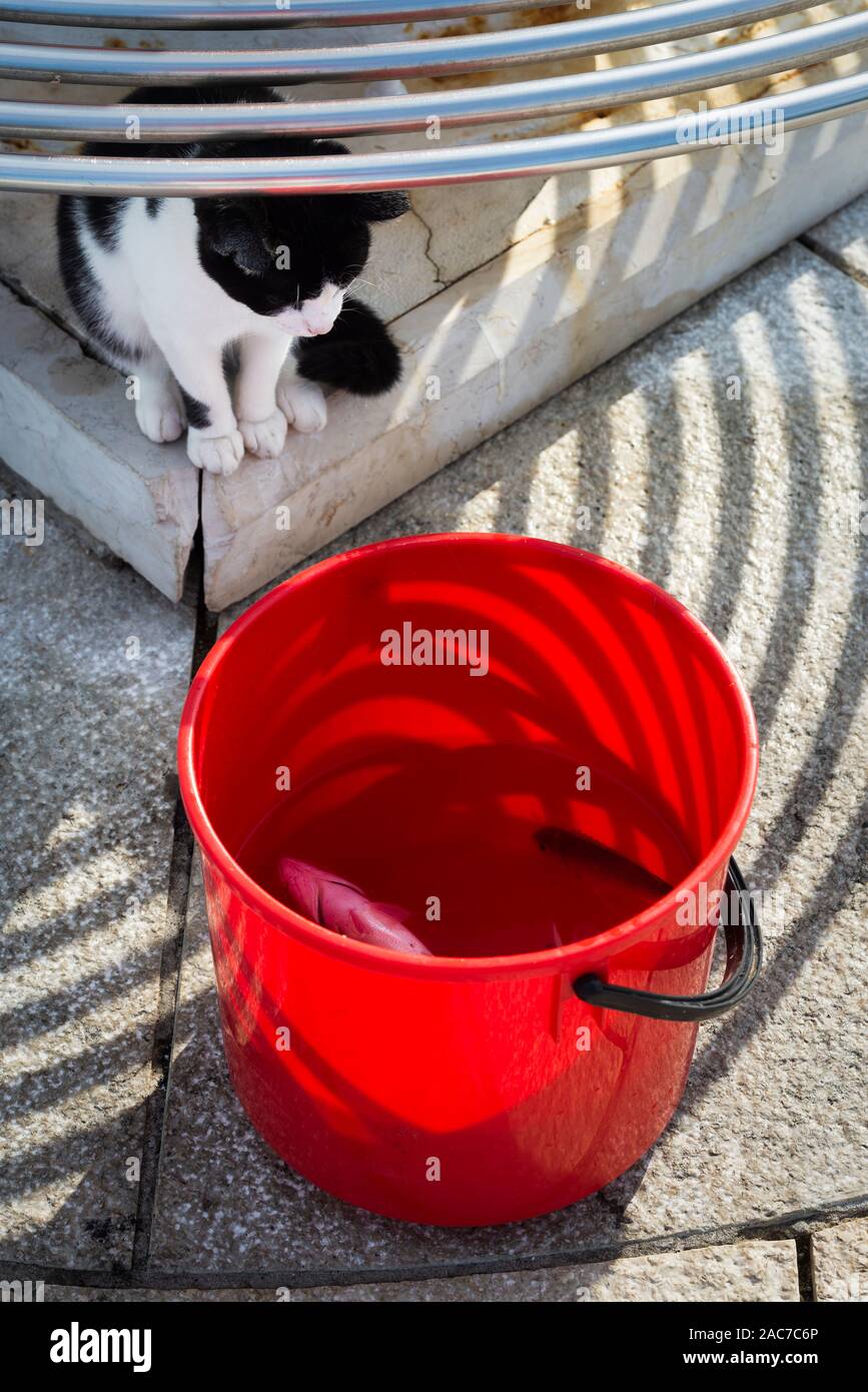 Bucket water hi-res stock photography and images - Alamy