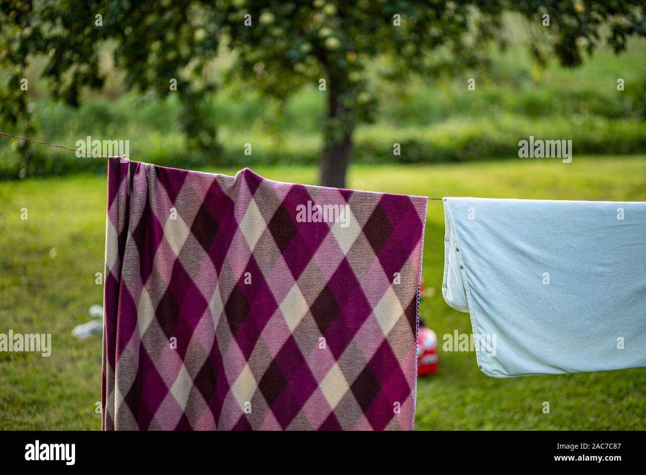 piece of clothing shoe hanging on the tree branch in forest green ...