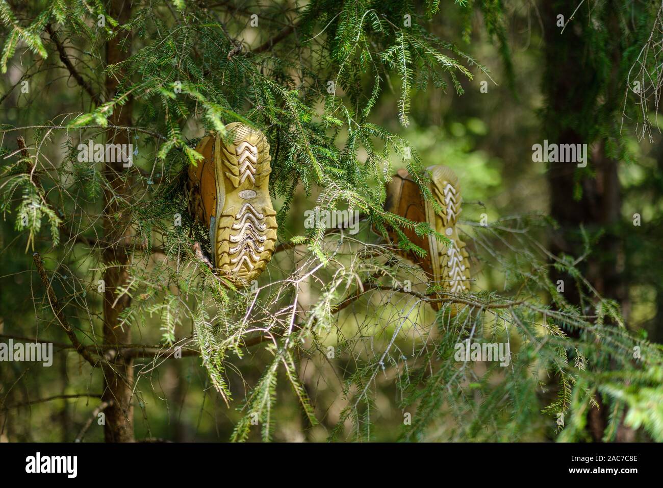 piece of clothing shoe hanging on the tree branch in forest green ...