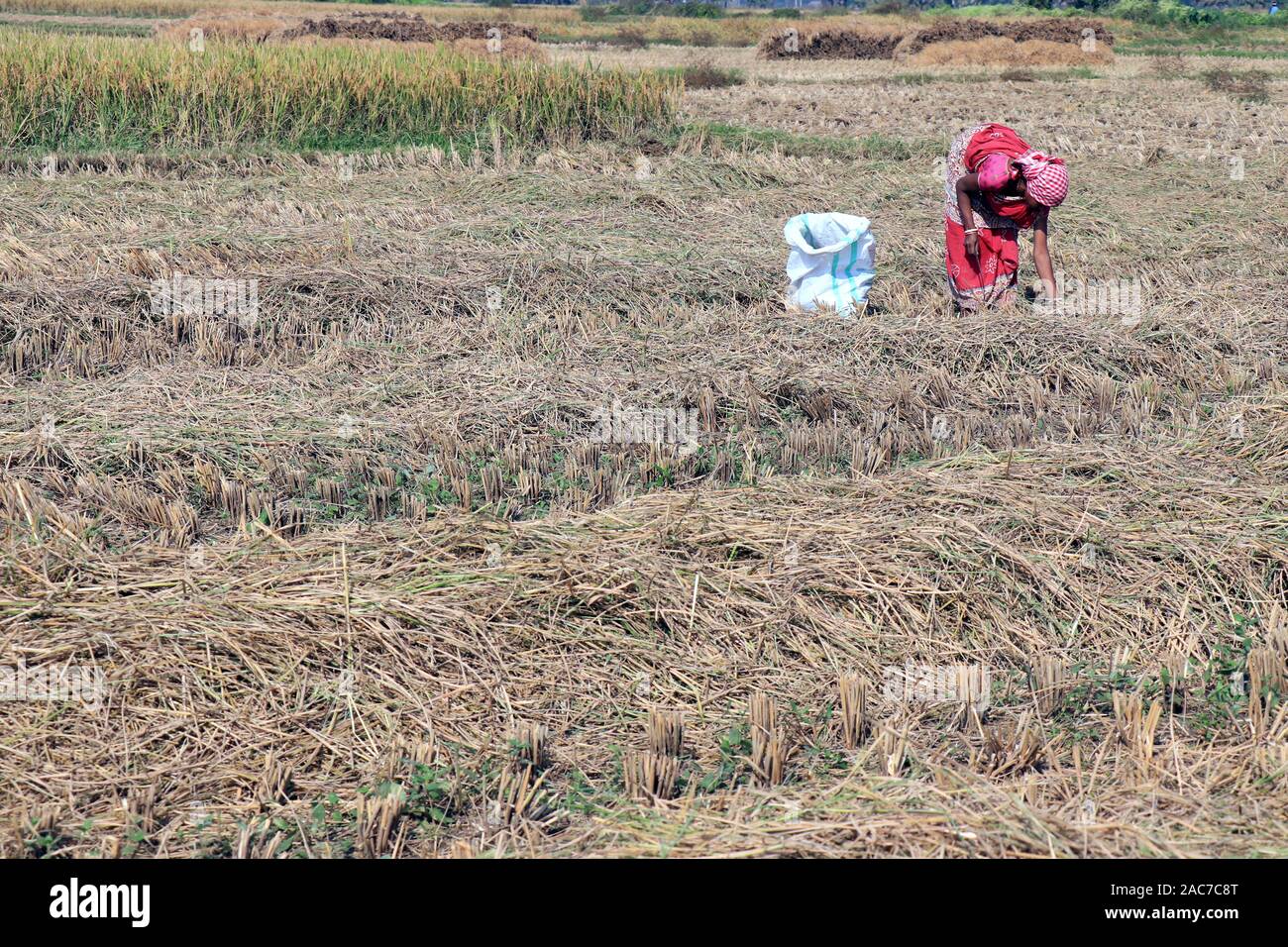 Hard green binding hi-res stock photography and images - Alamy