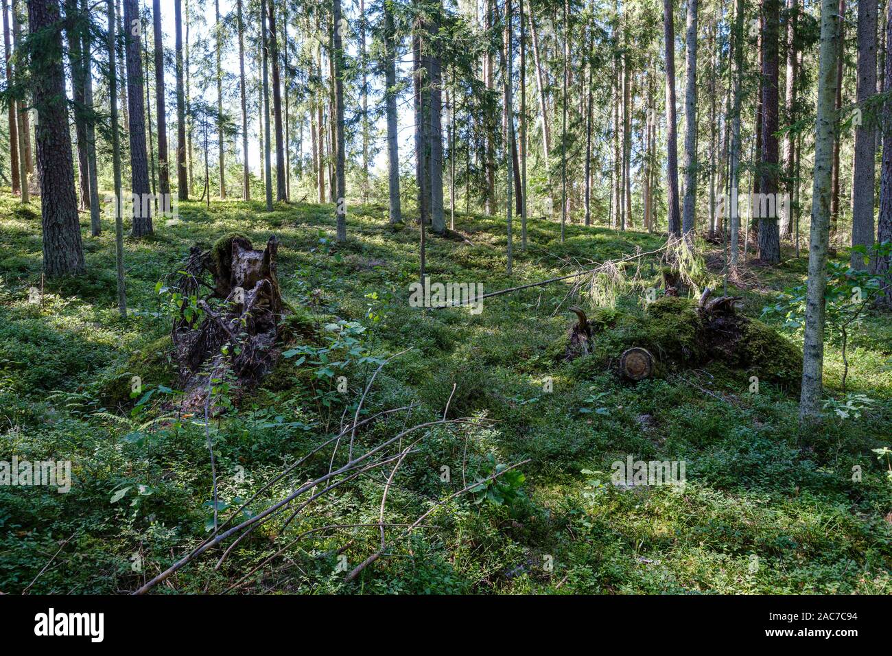 chaotic lush forest detail abstract texture of old and new wood trunks ...