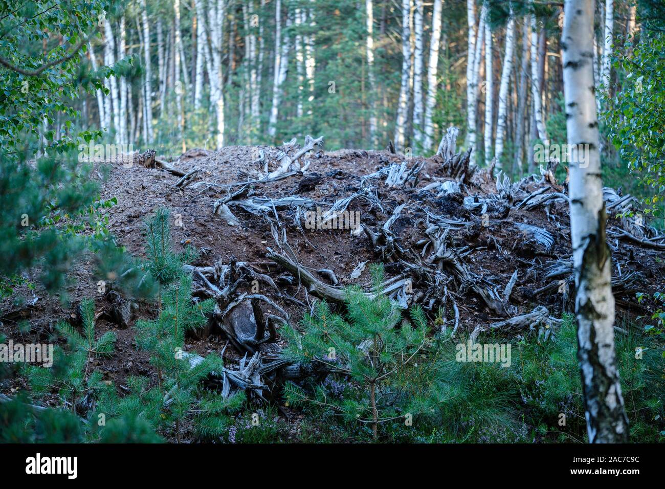 chaotic lush forest detail abstract texture of old and new wood trunks ...