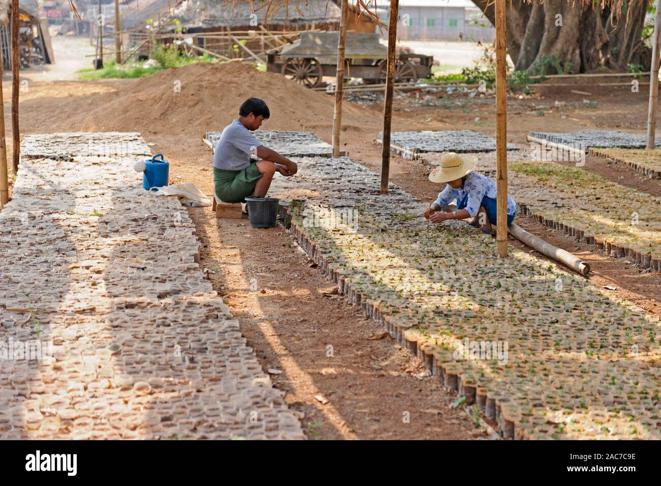 Cultivating teak seedlings at a tree nursery in Taunggi, Shan State ...