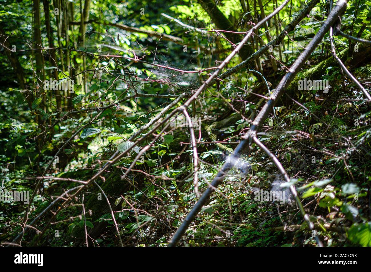 chaotic lush forest detail abstract texture of old and new wood trunks ...