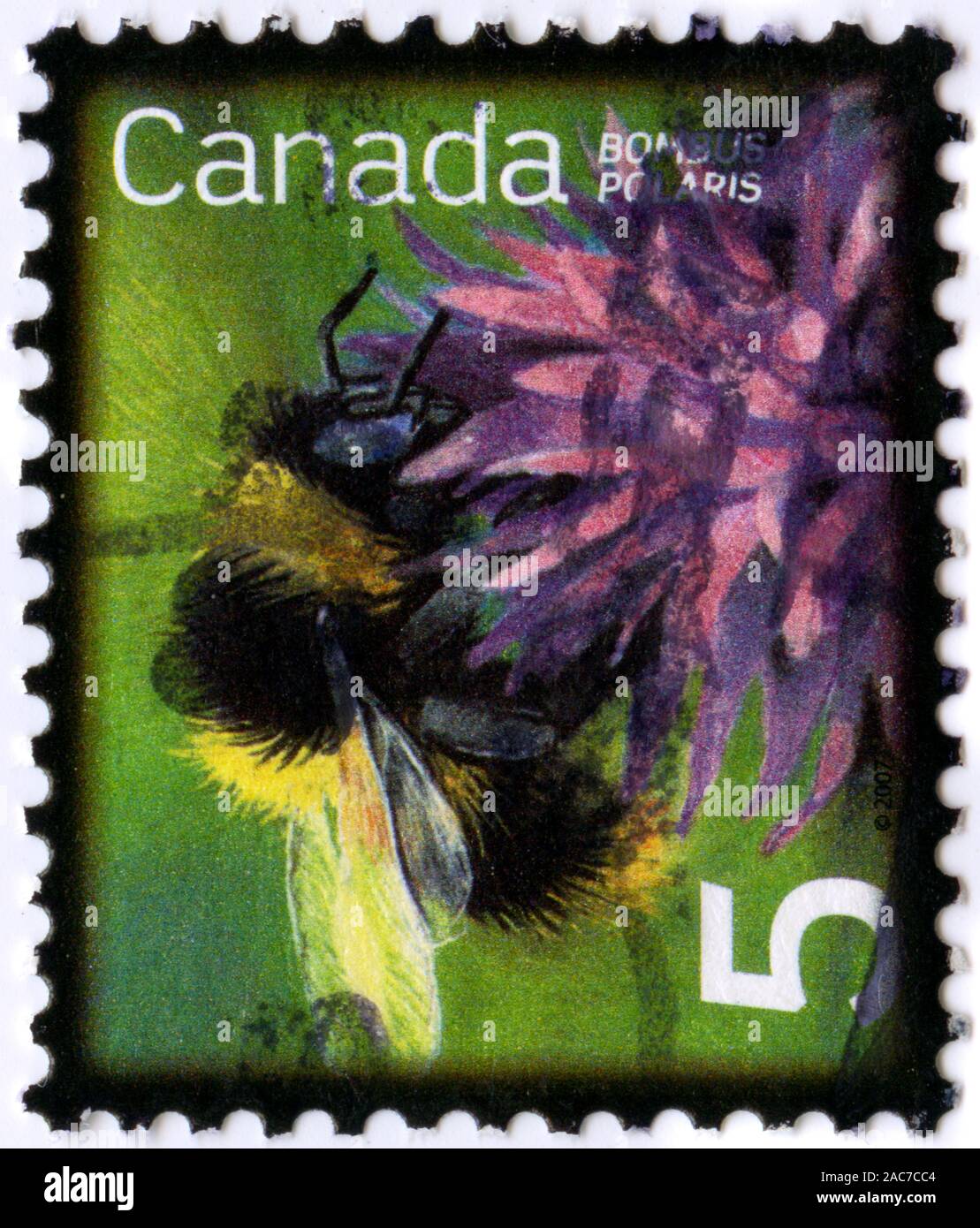 Arctic bumblebee hi-res stock photography and images - Alamy