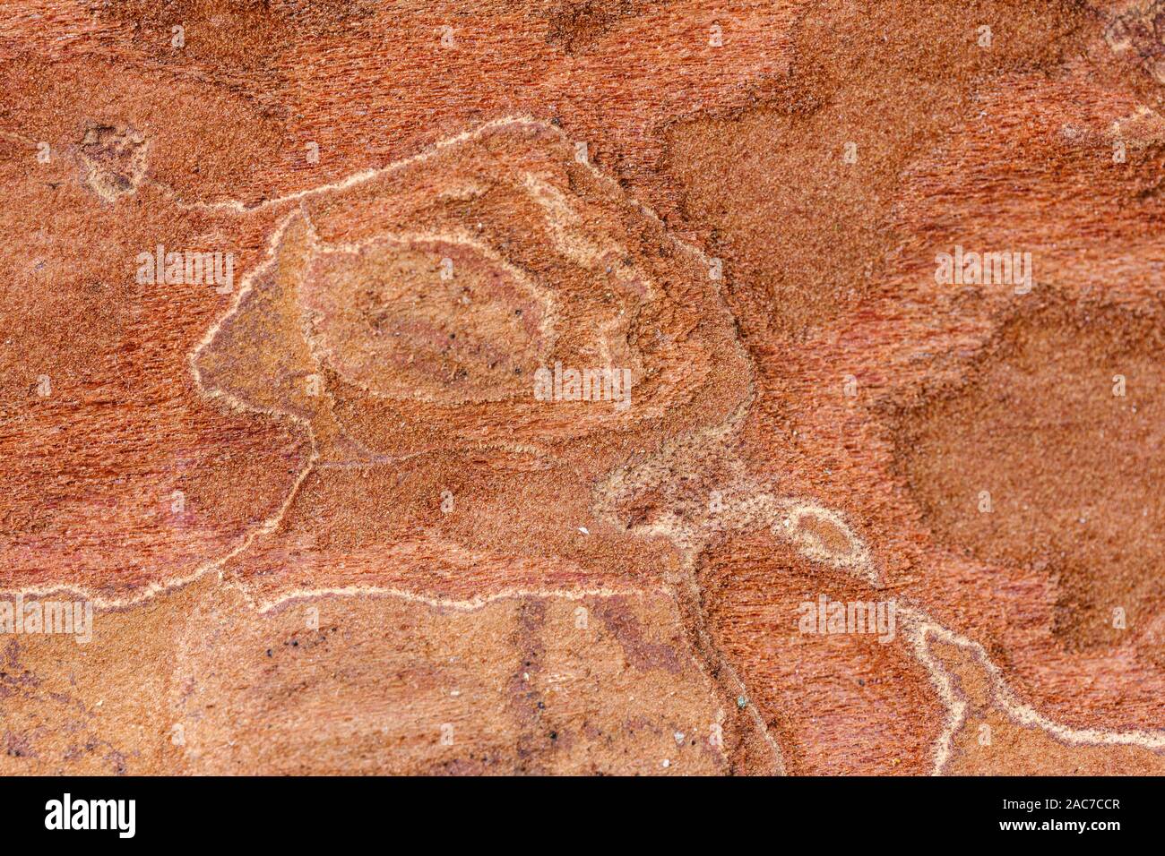 red tree bark abstract close up texture in nature Stock Photo - Alamy