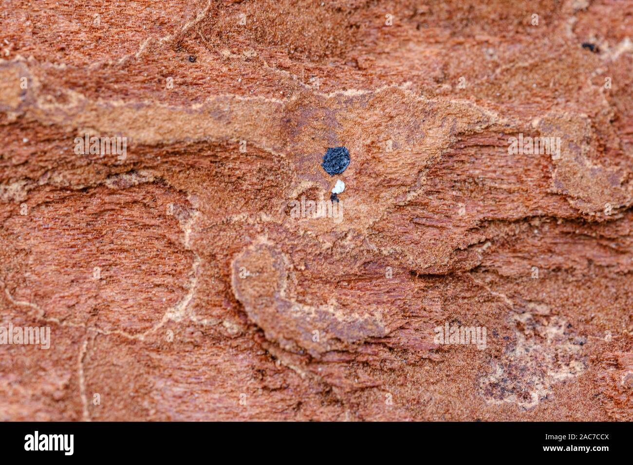 red tree bark abstract close up texture in nature Stock Photo - Alamy