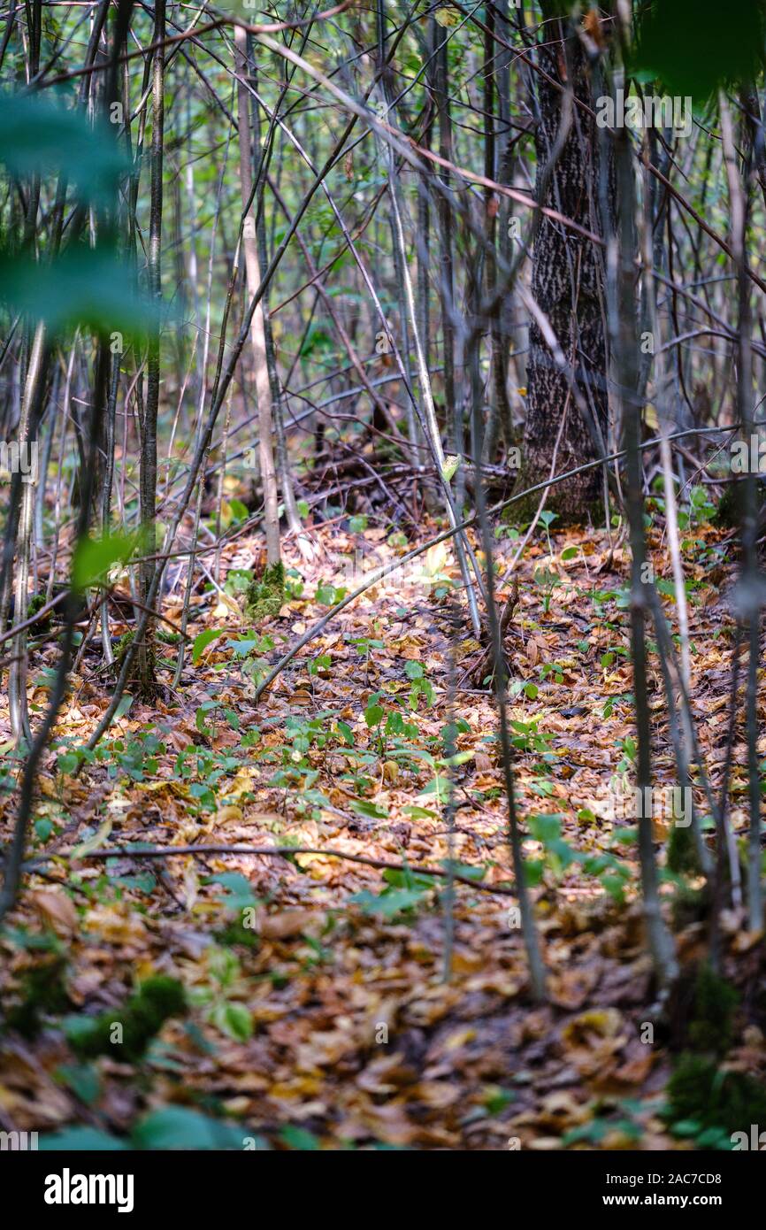 chaotic lush forest detail abstract texture of old and new wood trunks ...