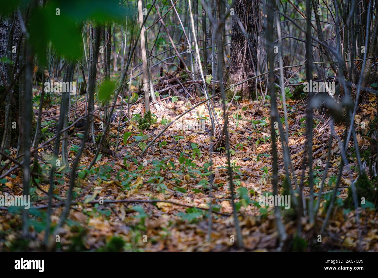 chaotic lush forest detail abstract texture of old and new wood trunks ...