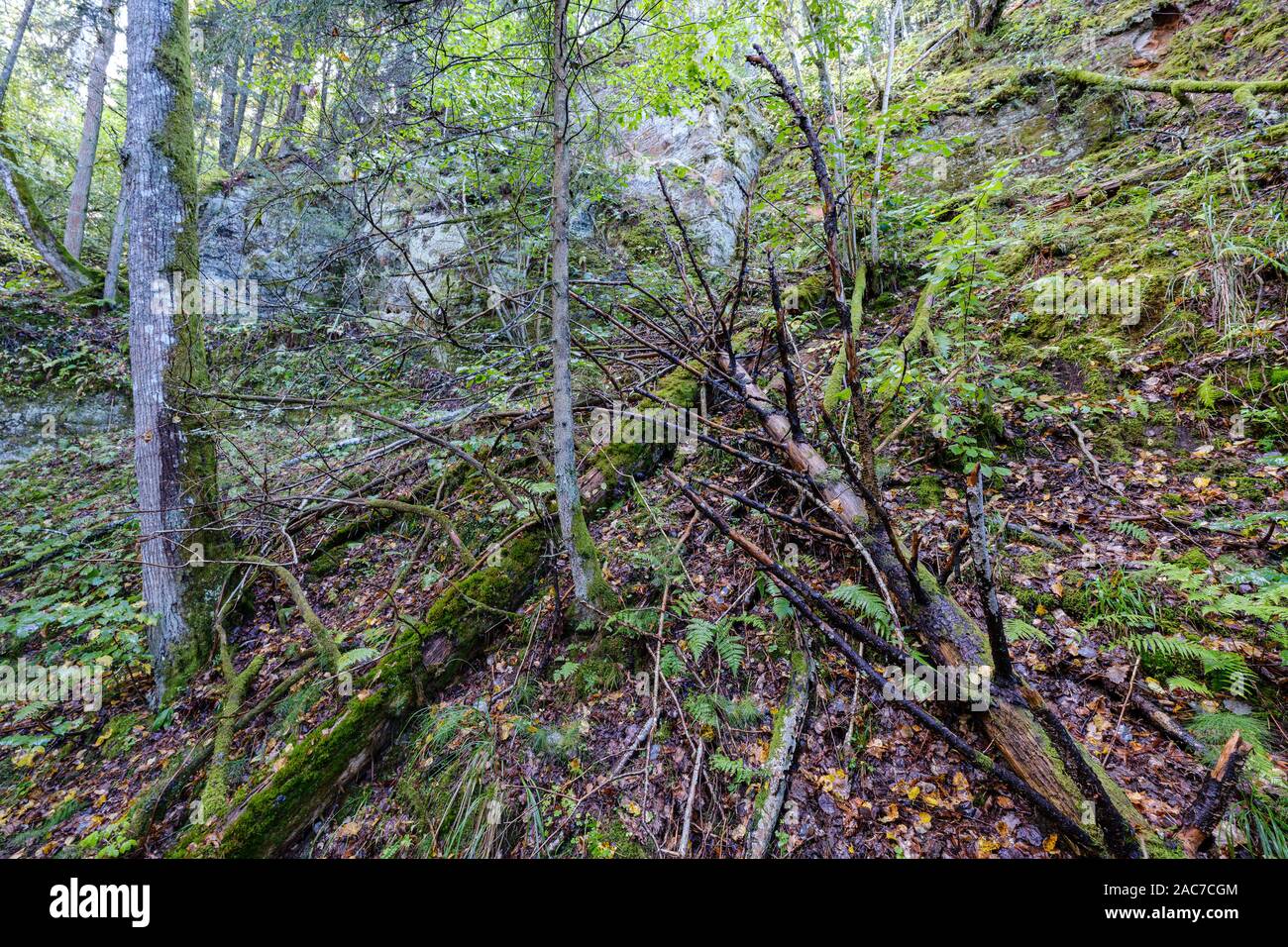chaotic lush forest detail abstract texture of old and new wood trunks ...
