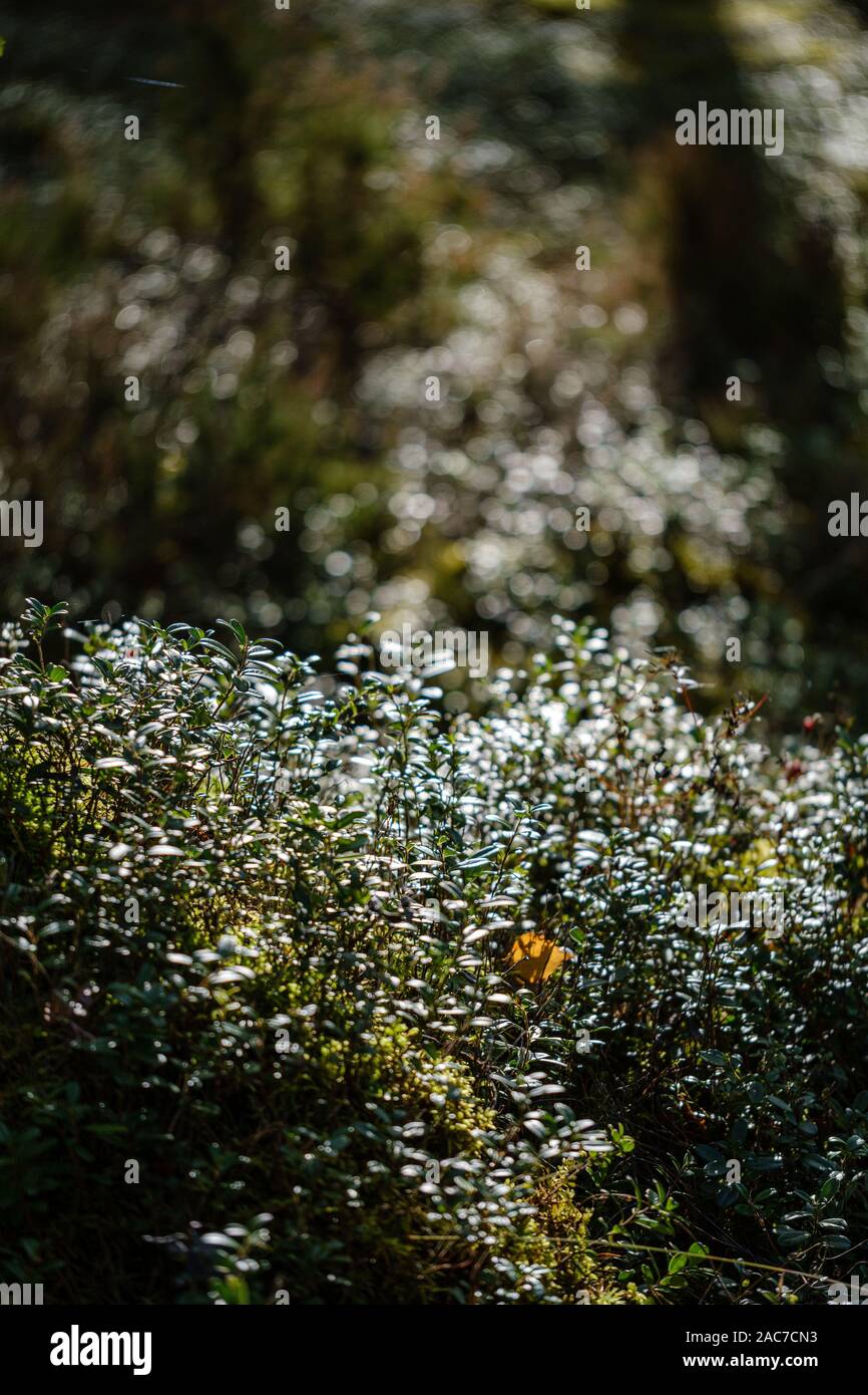 abstract texture from natural materials in wet autumn day foliage ...