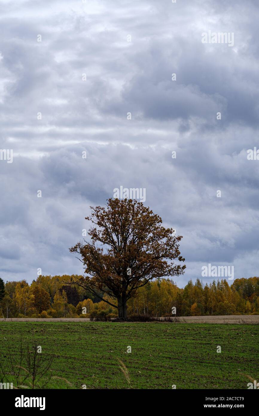 single large tree with no leaves isolated in green countryside meadow ...