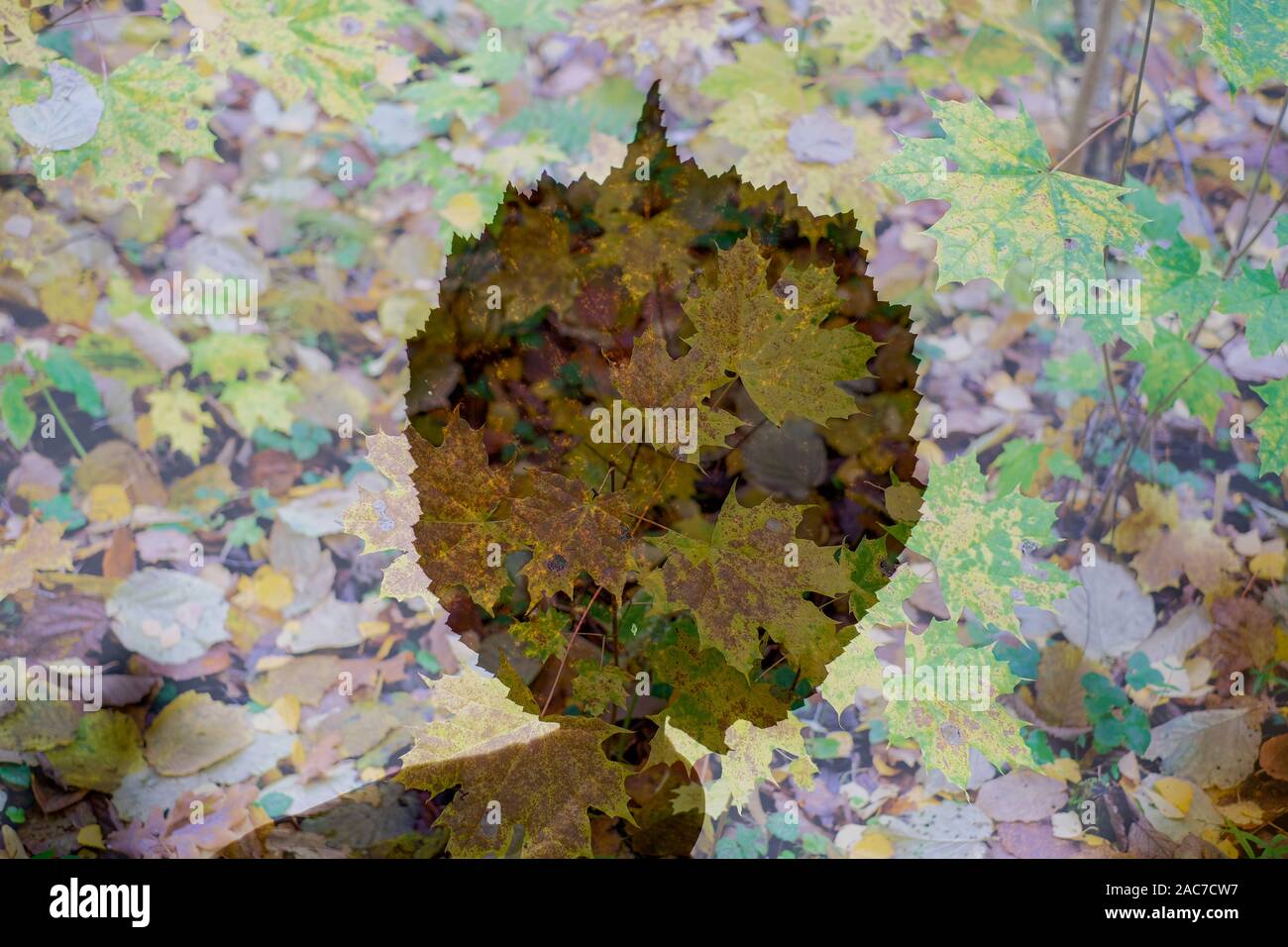 abstract texture from natural materials in wet autumn day foliage ...