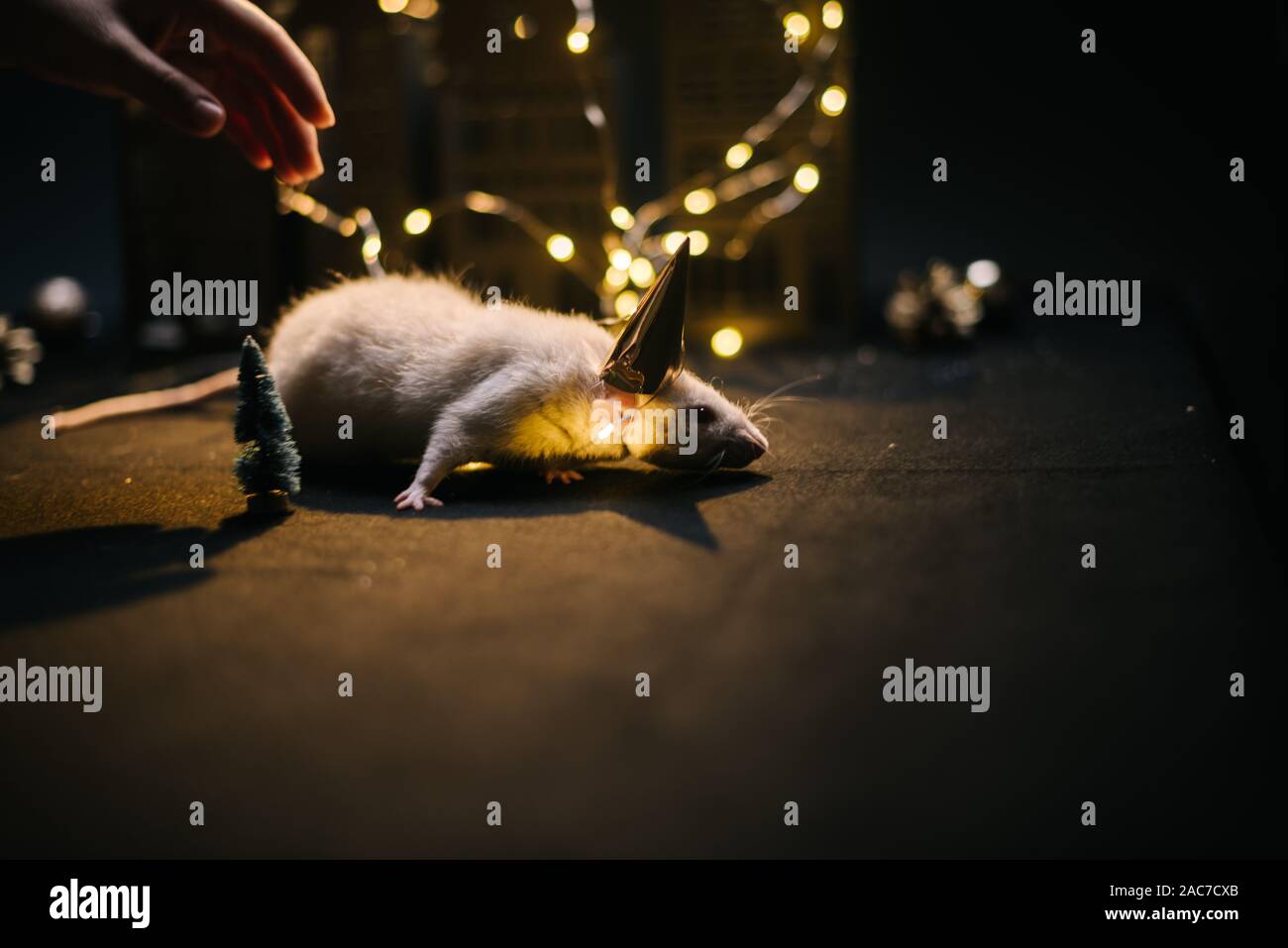 White metal rat hi-res stock photography and images - Alamy