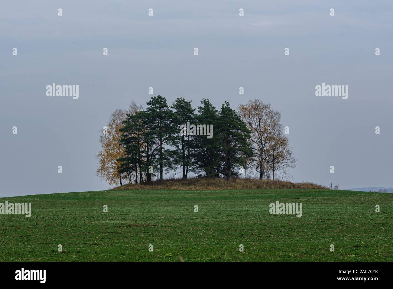 single large tree with no leaves isolated in green countryside meadow ...