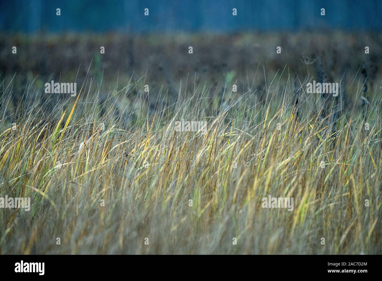 abstract texture from natural materials in wet autumn day foliage ...