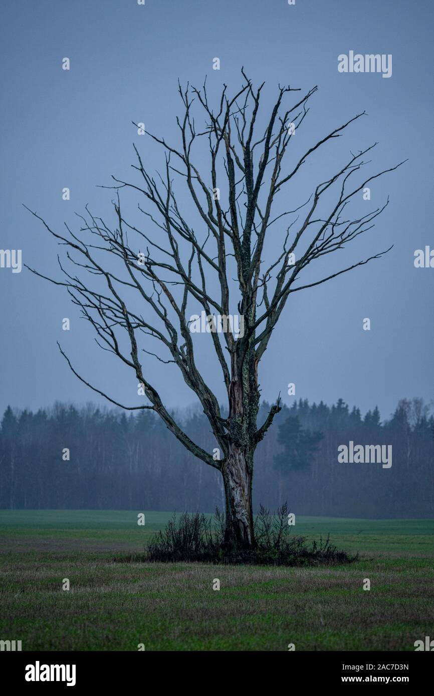 single large tree with no leaves isolated in green countryside meadow ...