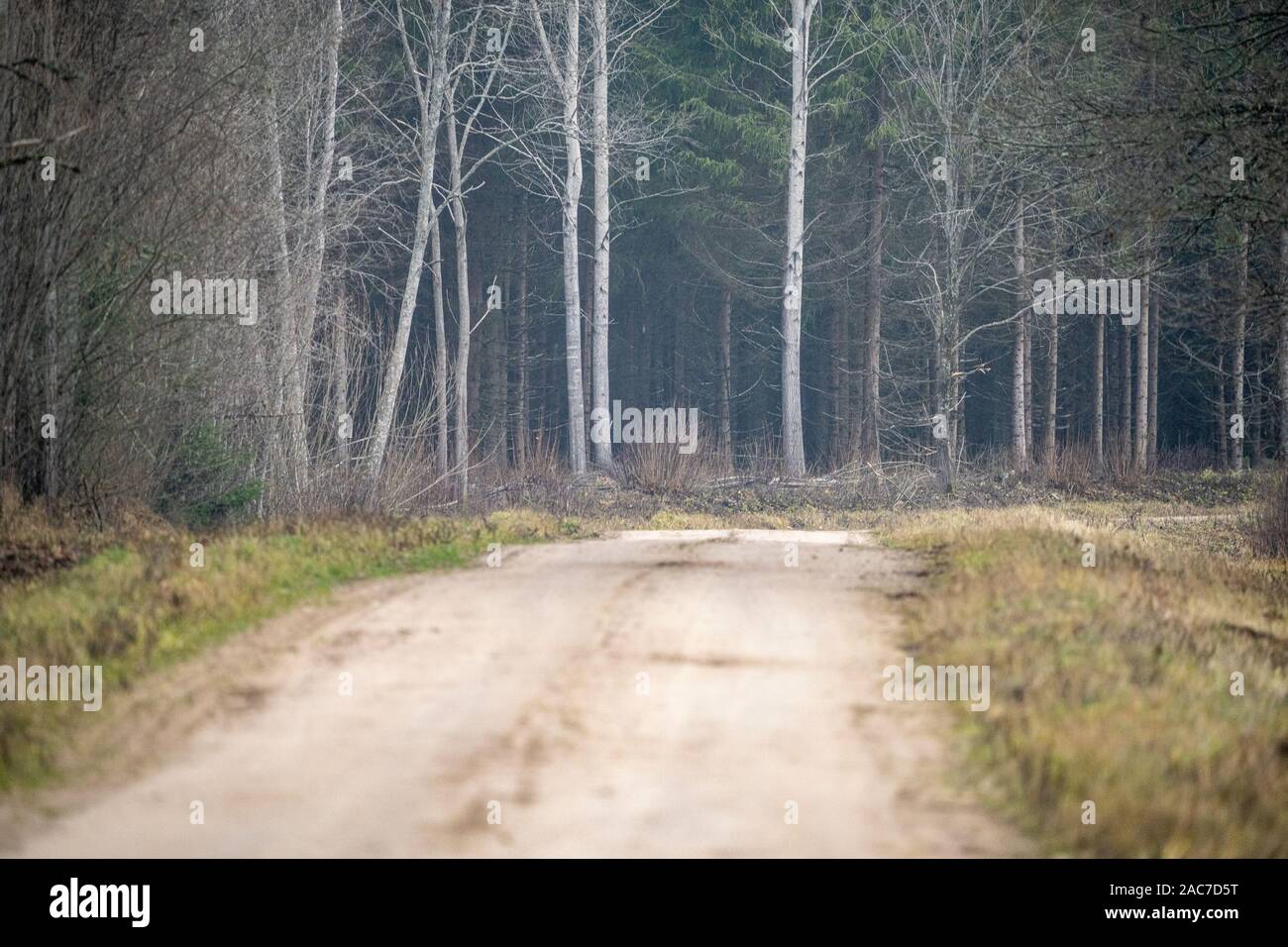 empty gravel countryside road in autumn in perspective Stock Photo - Alamy