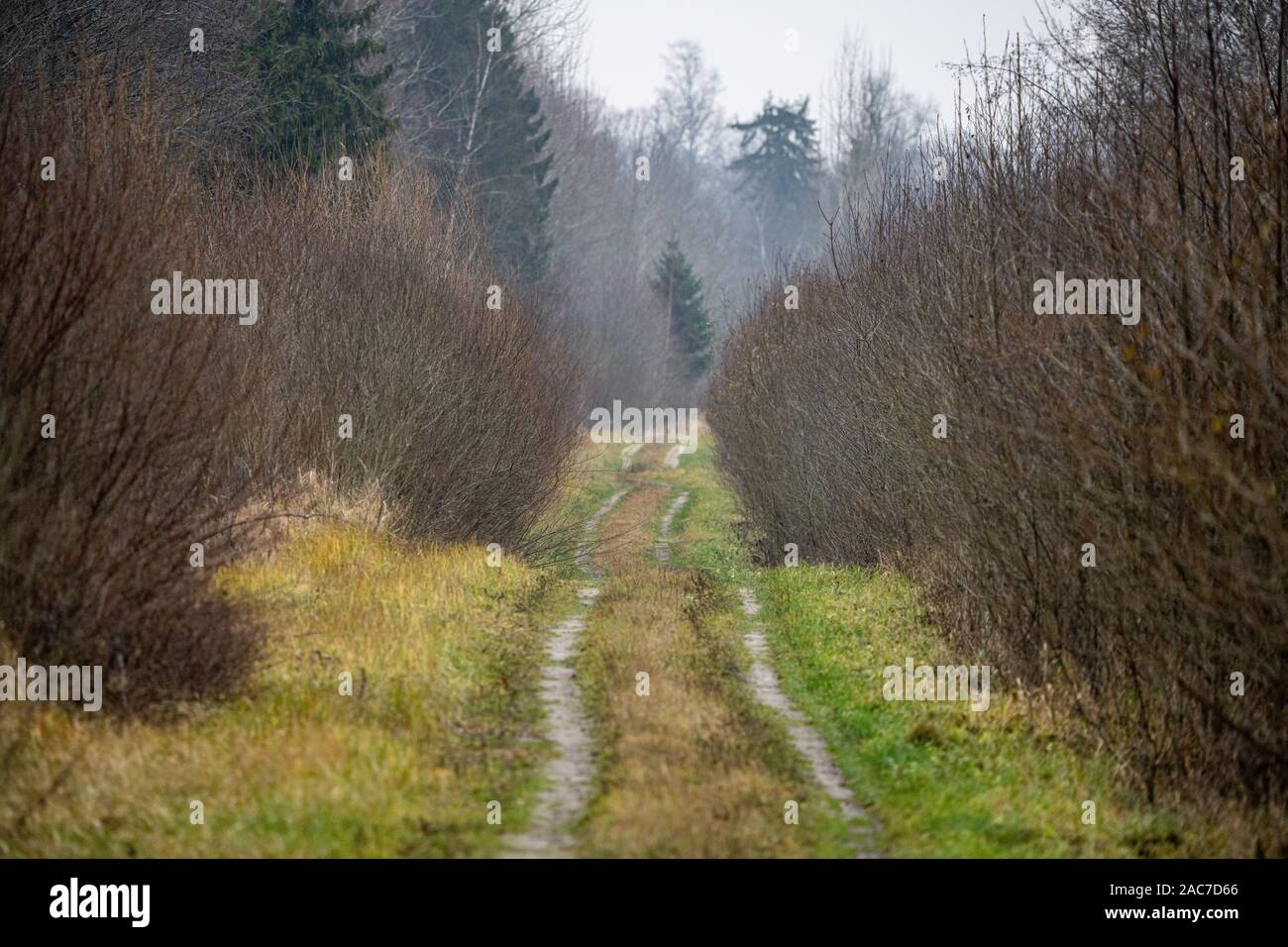 empty gravel countryside road in autumn in perspective Stock Photo - Alamy