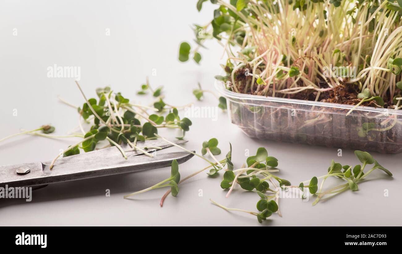 Sprouted microgreens cutting with scissors on white background Stock ...