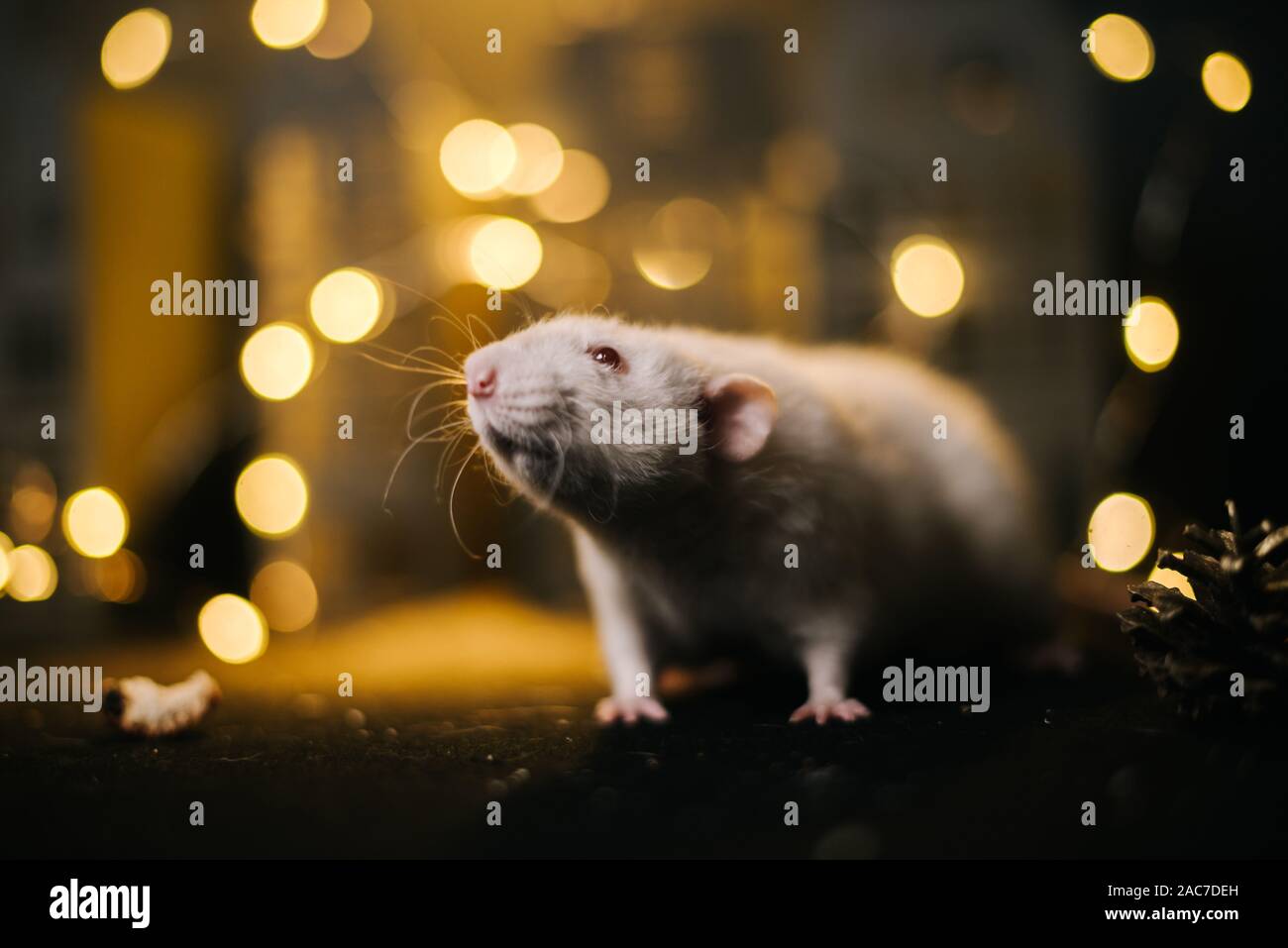 White metal rat symbol 2020 hi-res stock photography and images - Alamy