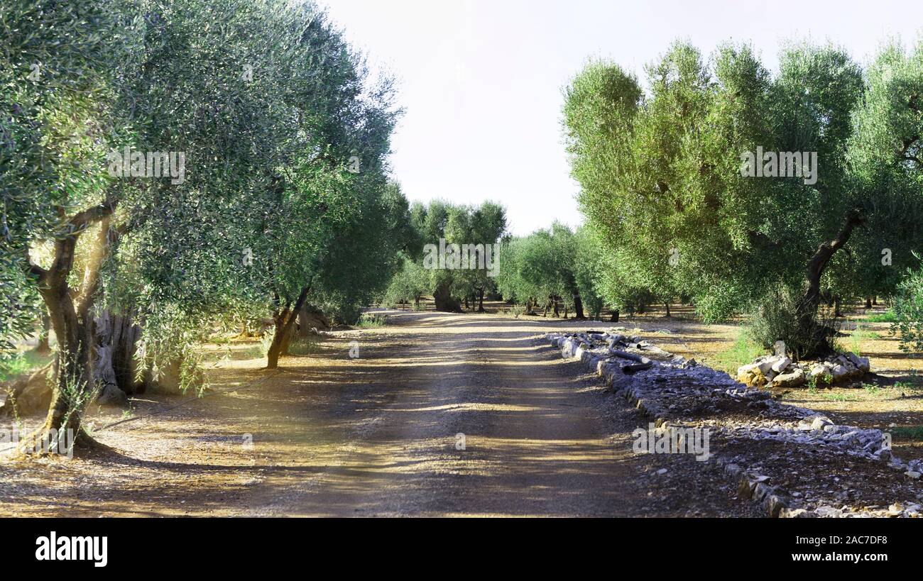 Olive trees with ripened fruits. Sunny day in the garden. Green foliage ...