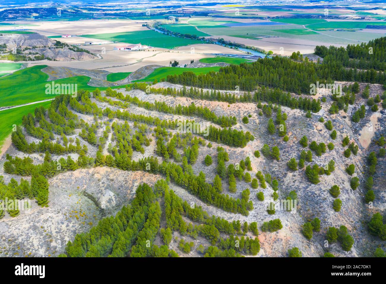 Pine trees in a forestry area Stock Photo - Alamy