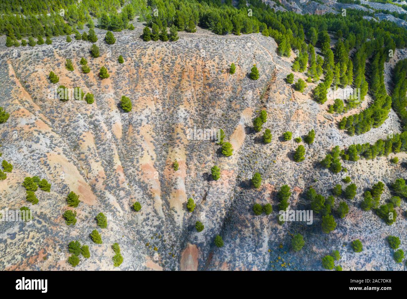 Pine trees in a forestry area Stock Photo - Alamy