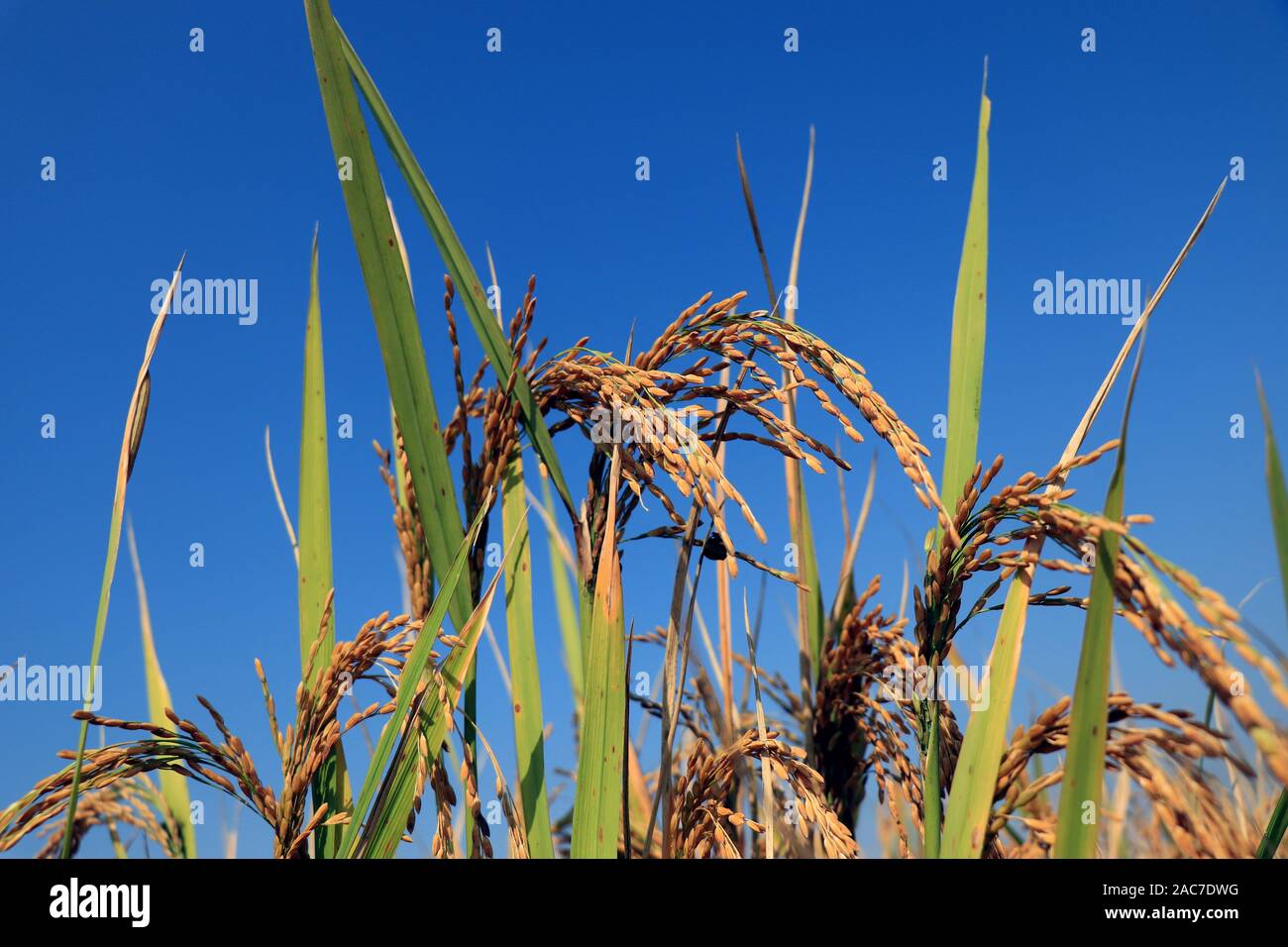 Rice plants on blue background. Rice plant in paddy field under blue ...