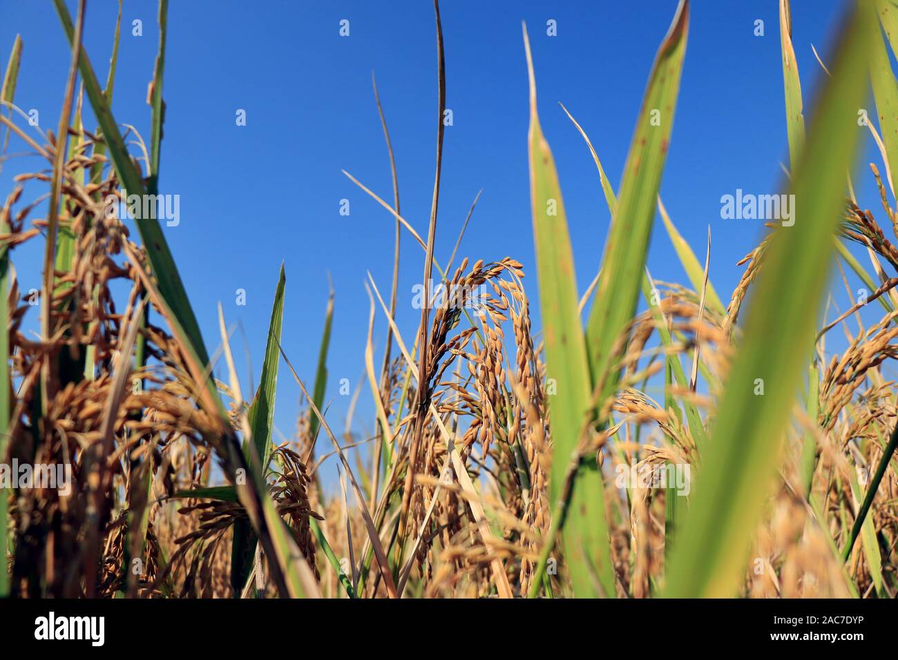 Rice plants on blue background. Rice plant in paddy field under blue ...