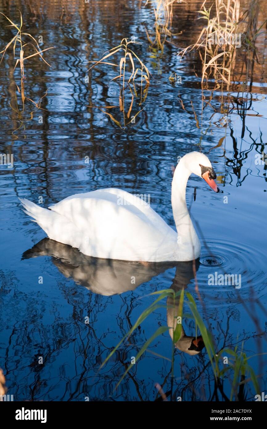 Sunlight bird hi-res stock photography and images - Alamy