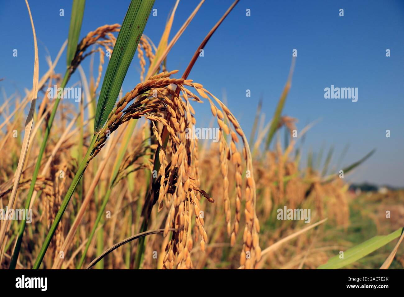 Rice plants on blue background. Rice plant in paddy field under blue ...