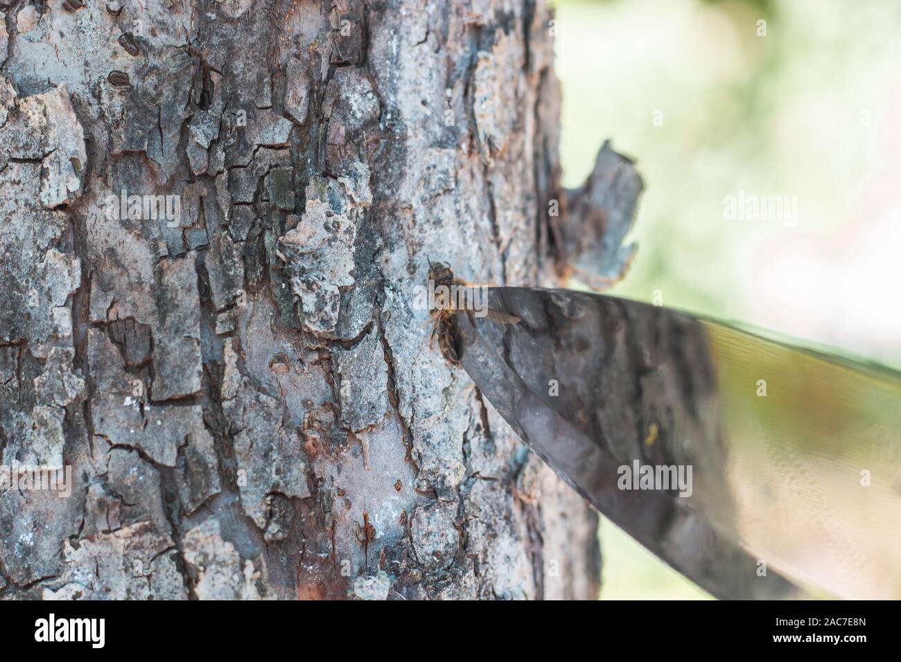 Bark knife hi-res stock photography and images - Alamy
