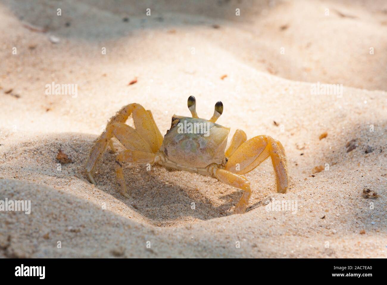 Injured Atlantic ghost crab (Ocypode quadrata) which had lost one ...