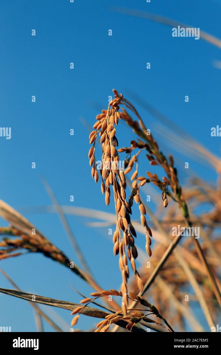 Rice plants on blue background. Rice plant in paddy field under blue ...