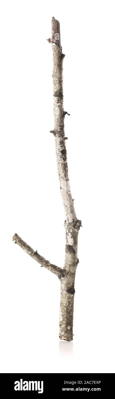 Dry branch of birch isolated on a white background Stock Photo - Alamy